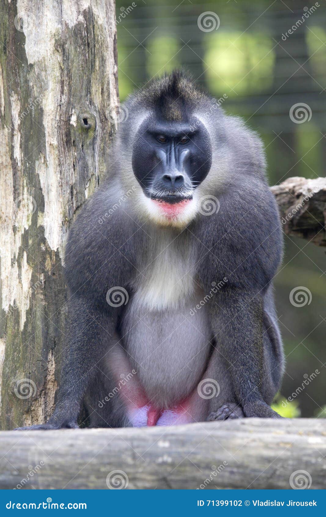 Large Male Drill, Mandrillus Leucophaeus Stock Photo - Image of animals ...