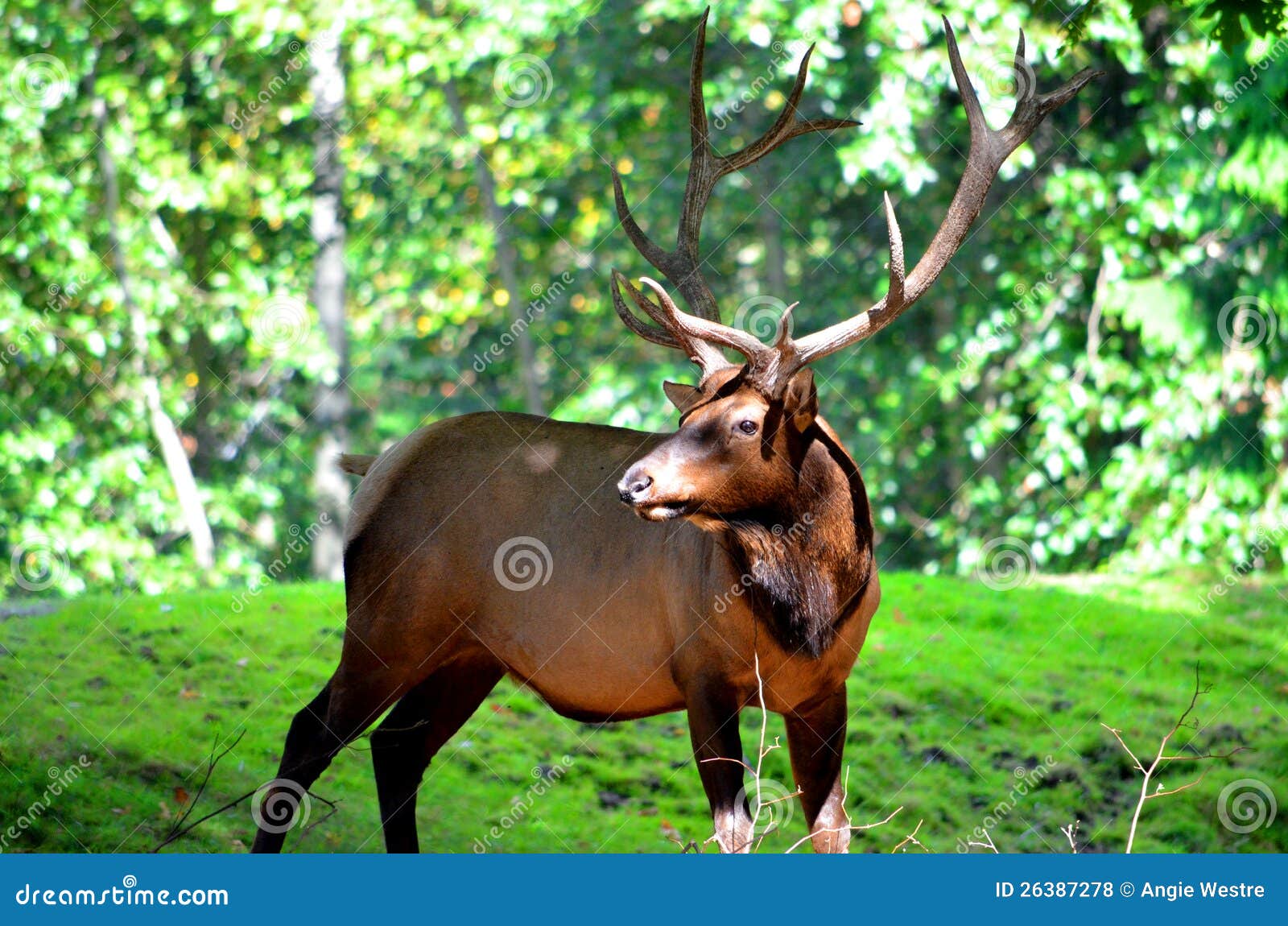 Large Male Elk stock photo. Image of mountains, buck - 26387278
