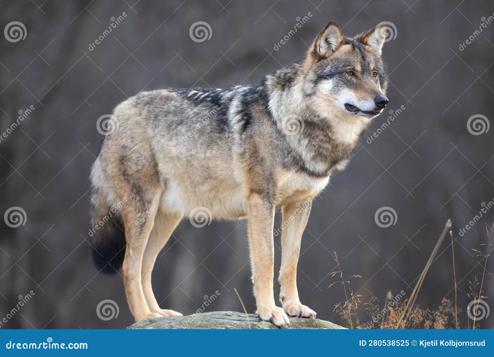 Large Male Grey Wolf in Profile Standing on a Rock Looking for Prey ...