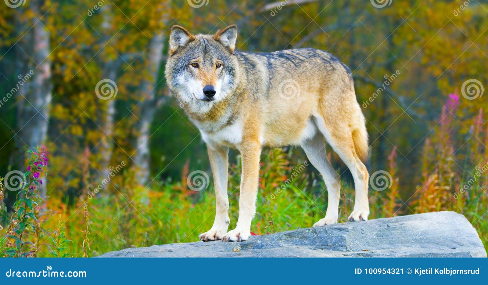 Large Male Grey Wolf Standing on a Rock in the Forest Stock Image ...