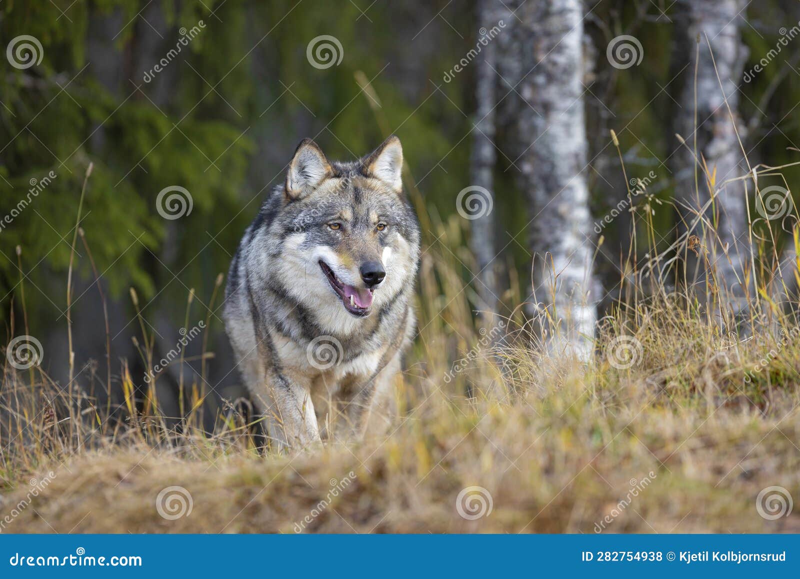 Large Male Grey Wolf Walking in the Forest Stock Photo - Image of ...