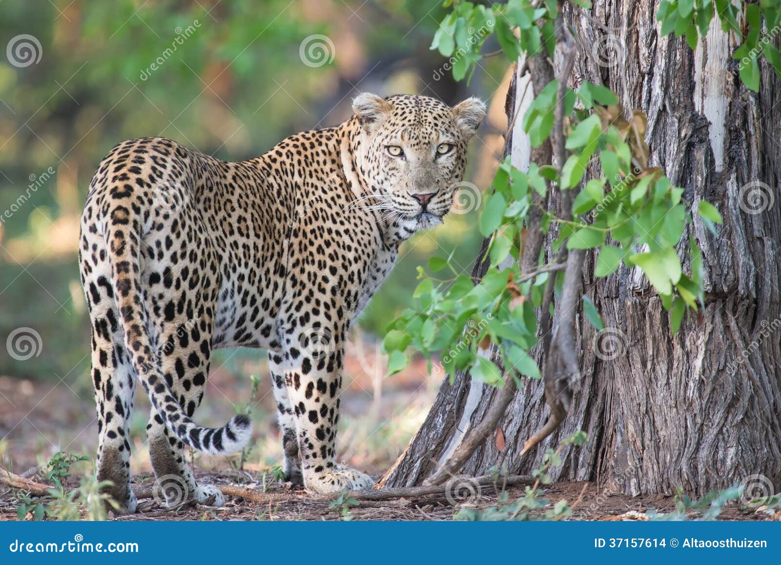 Large Male Leopard Busy Marking His Territory on Tree Stock Photo ...