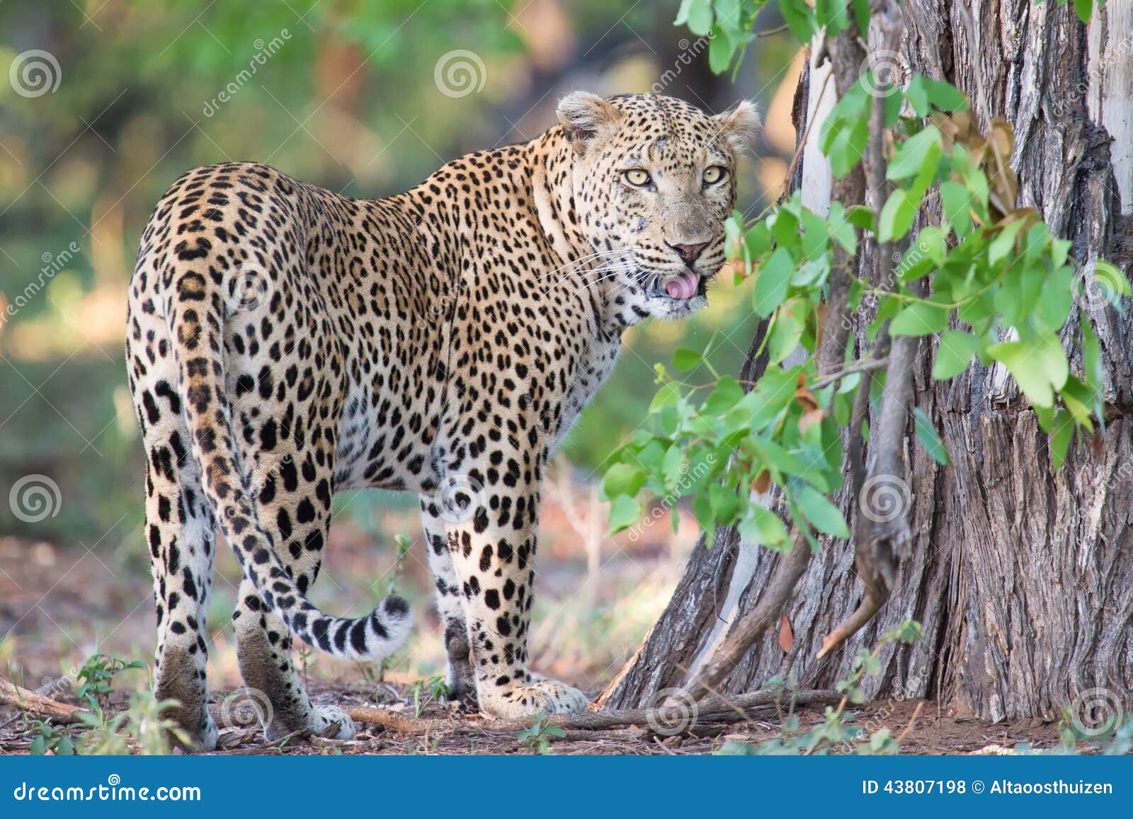 Large Male Leopard Busy Marking His Territory on Tree Stock Photo ...