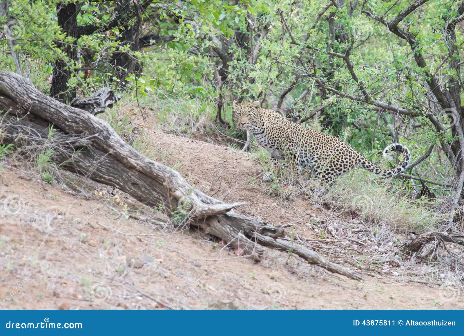 Large Male Leopard Busy Marking His Territory on Tree Stock Image ...