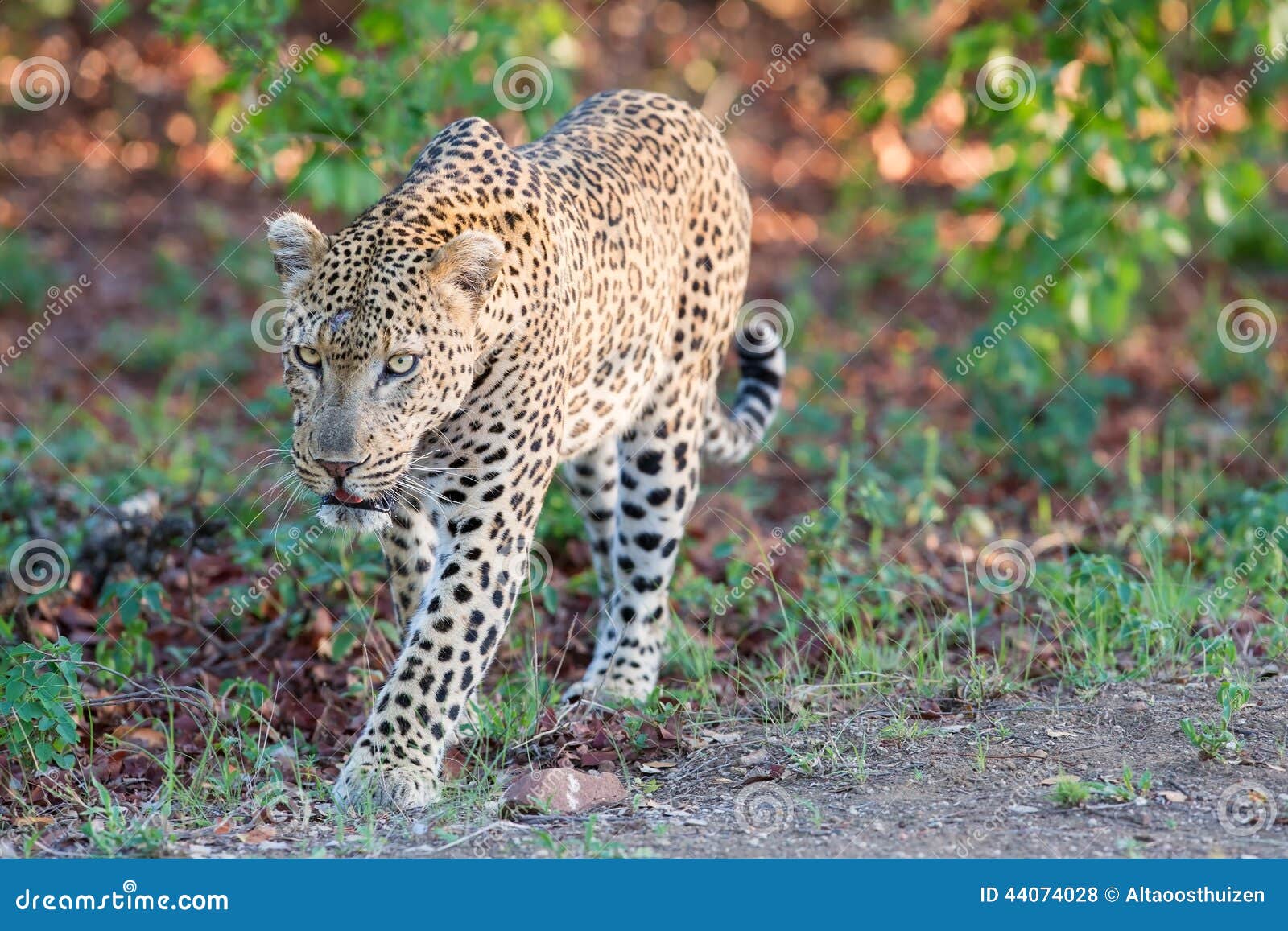 Large Male Leopard Busy Marking His Territory on Tree Stock Photo ...