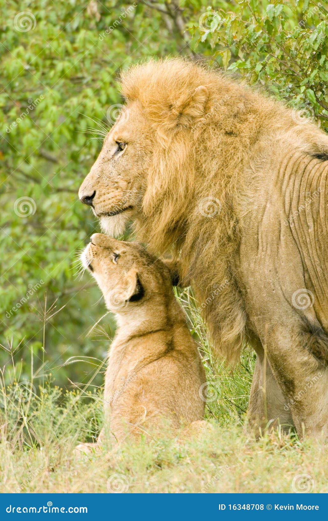 Large male lion with cub stock photo. Image of outdoor - 16348708