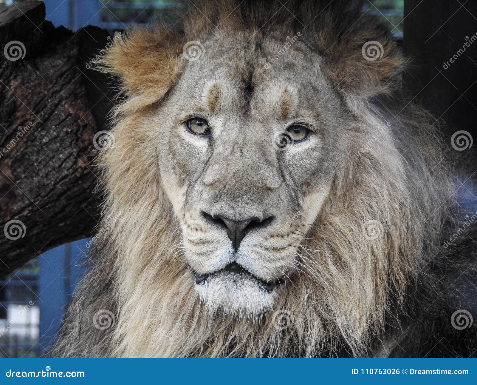 Large Male Lion Smiles for Camera Stock Photo - Image of sits, predator ...