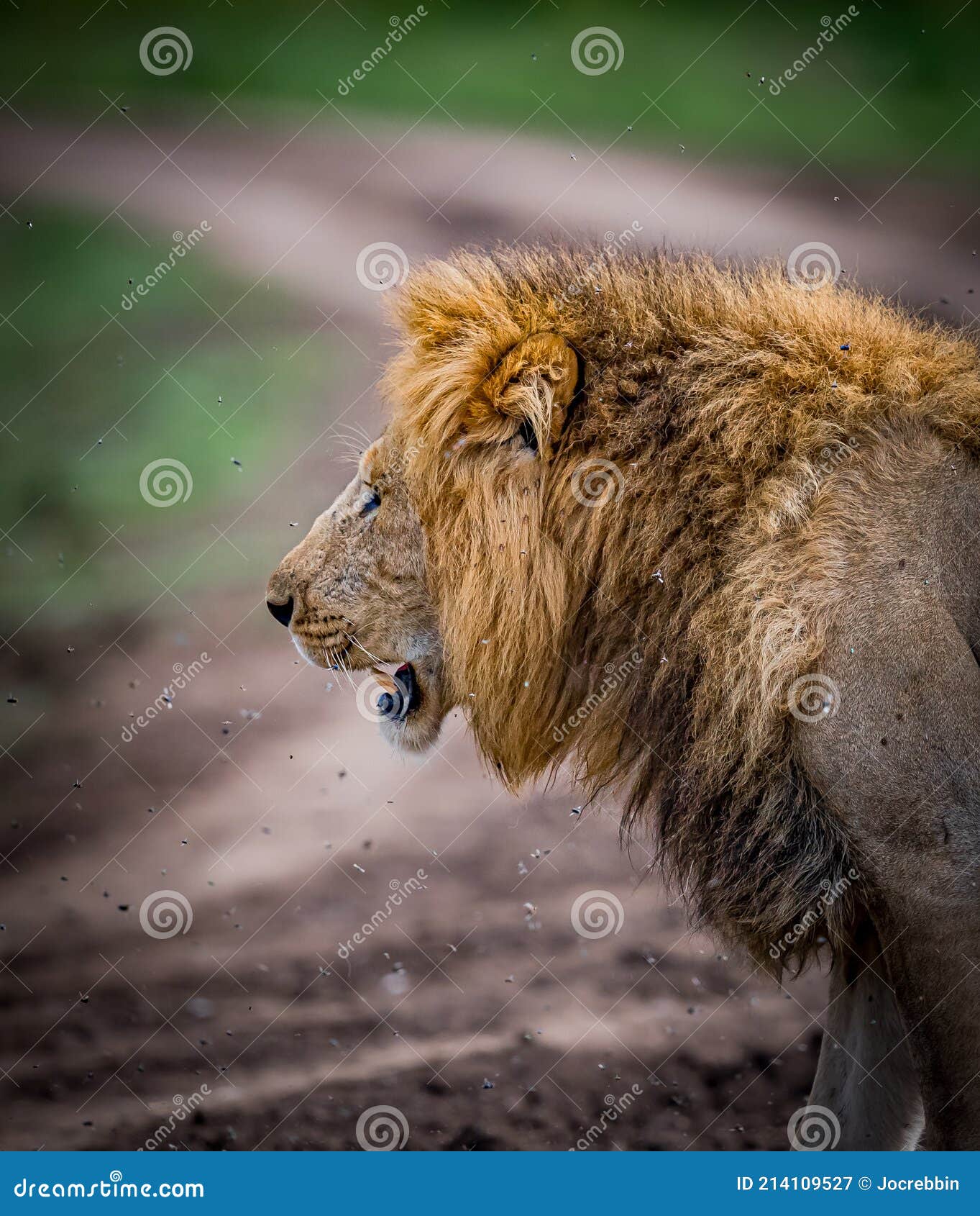 Large Male Lion Surrounded by Flies in Kenya Stock Image - Image of ...