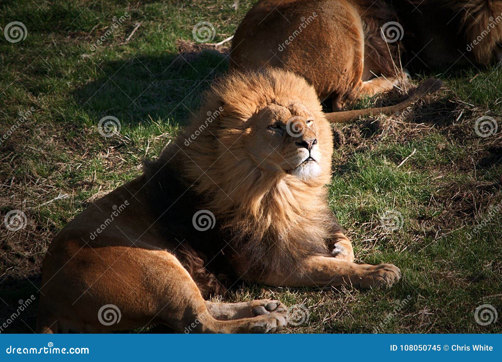 Large Male Lion with the Wind in His Face Stock Image - Image of ...