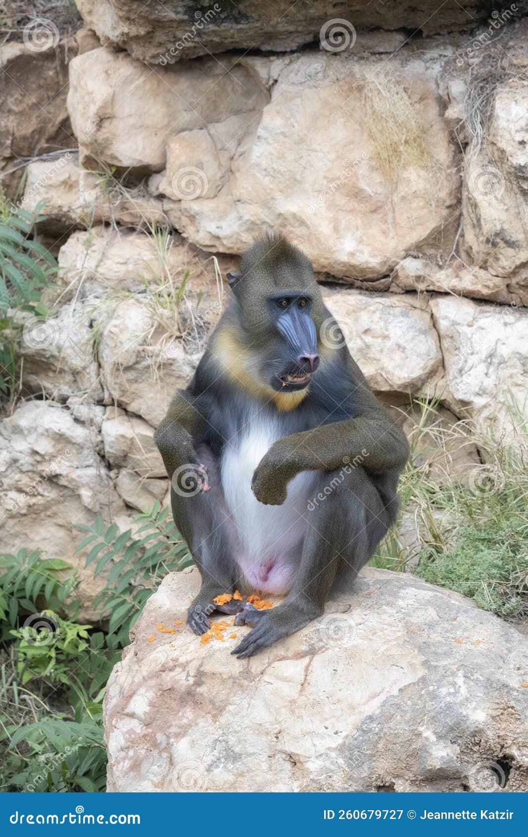 Large Male Mandrill on a Rock Stock Image - Image of primate, bear ...