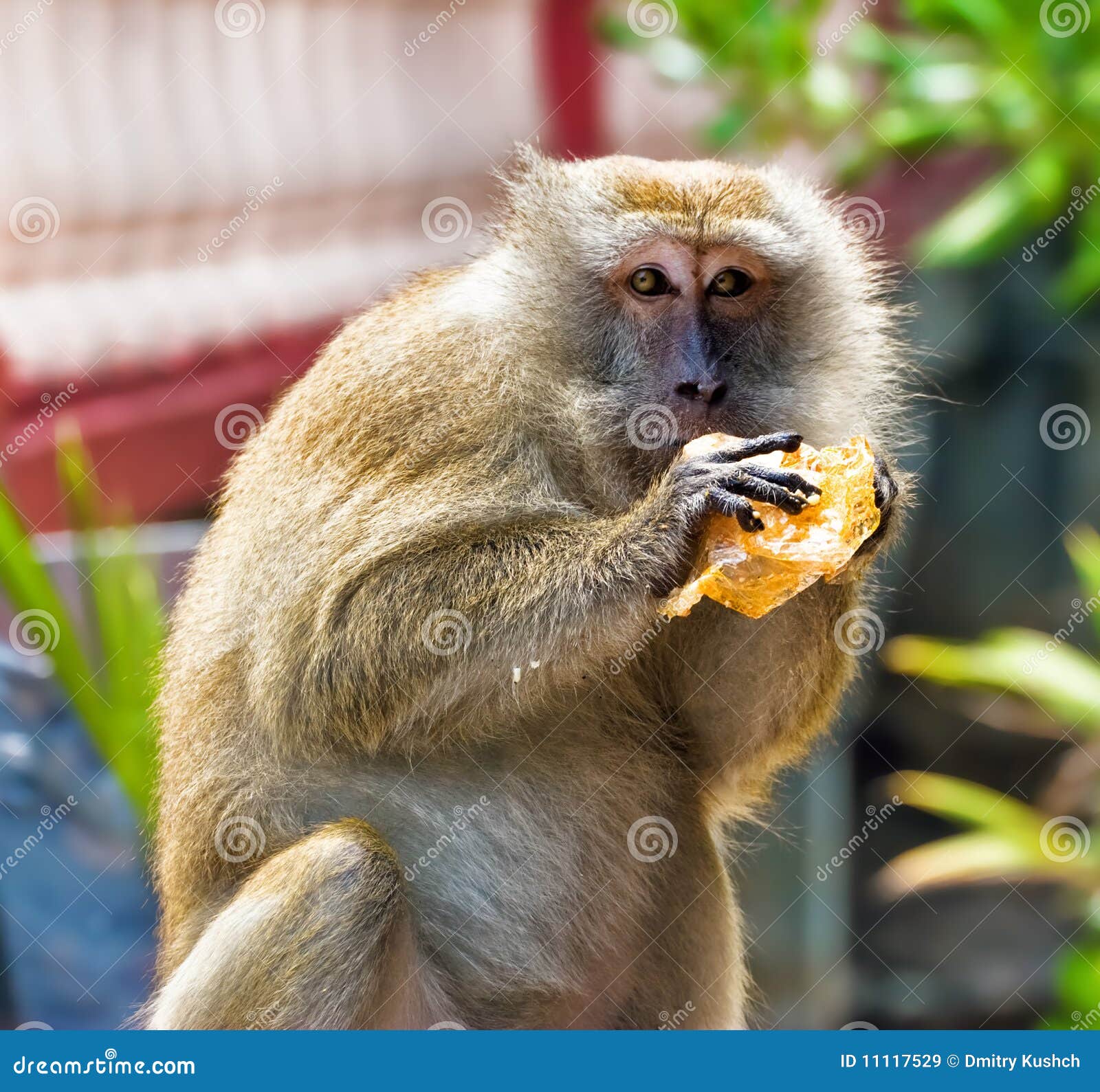 Large male monkeys stock image. Image of grass, expressive - 11117529