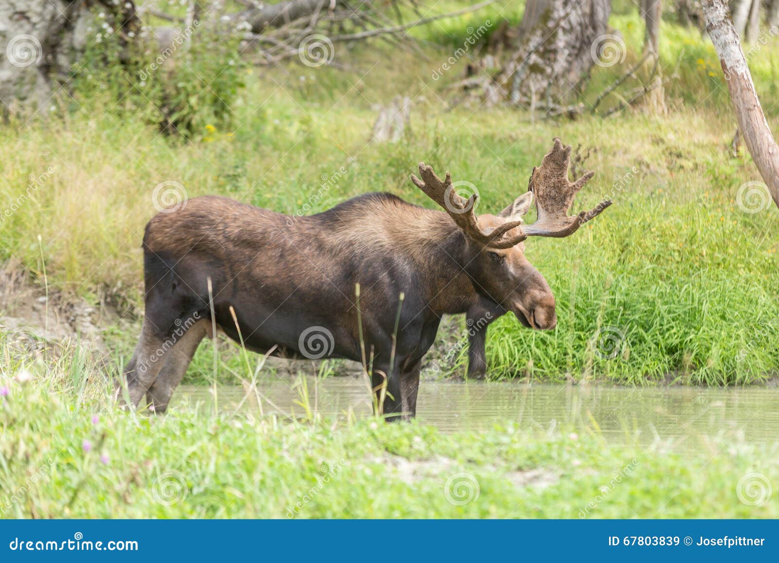 Large Male Moose Feeding and Drinking Stock Image - Image of hunting ...