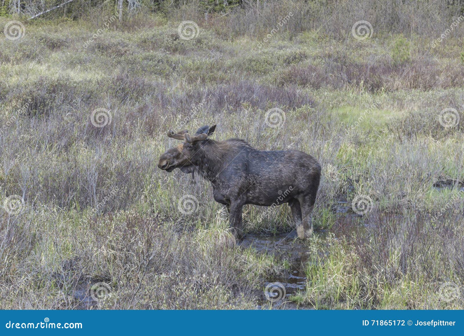 Large Male Moose Feeding and Drinking Stock Photo - Image of brown ...