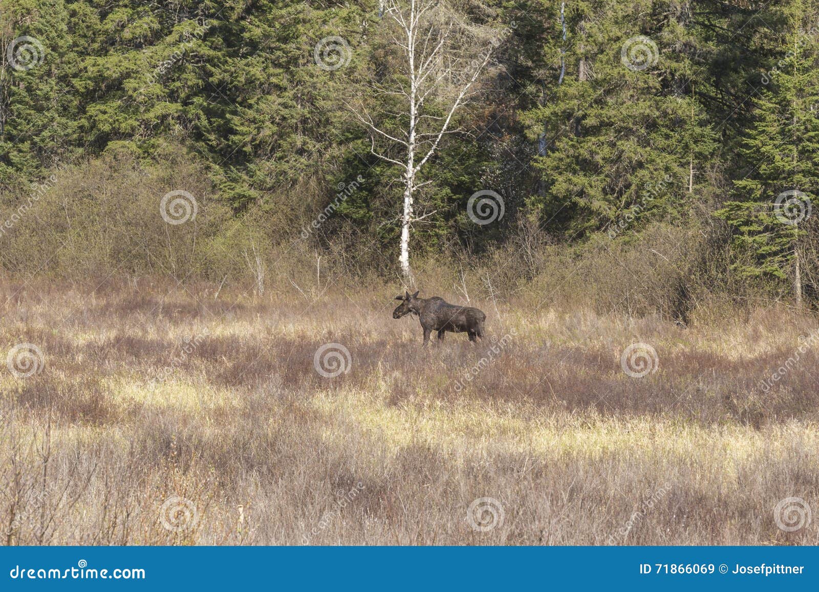 Large Male Moose Feeding and Drinking Stock Image - Image of background ...