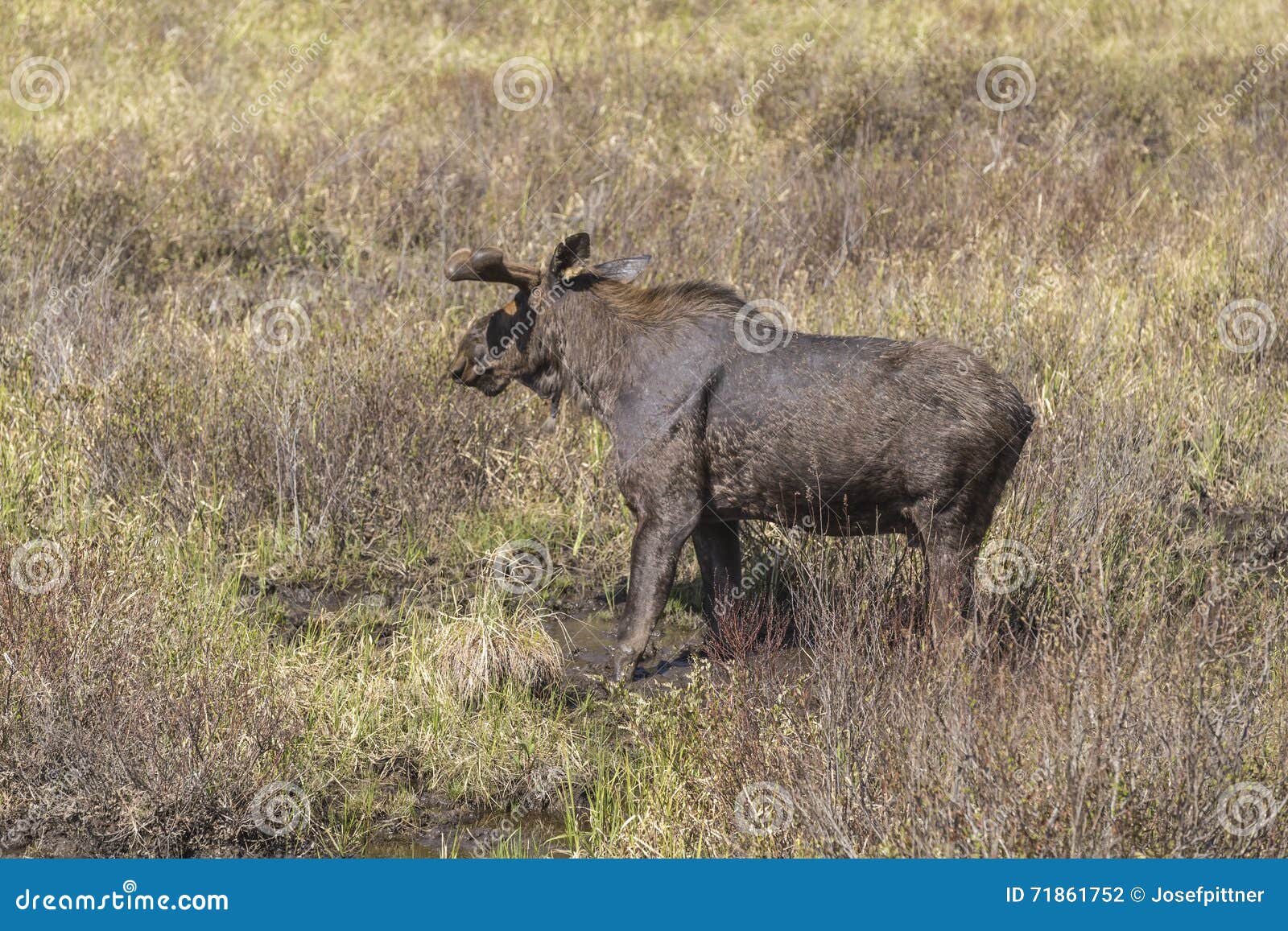 Large Male Moose Feeding in a Field Stock Photo - Image of grass ...