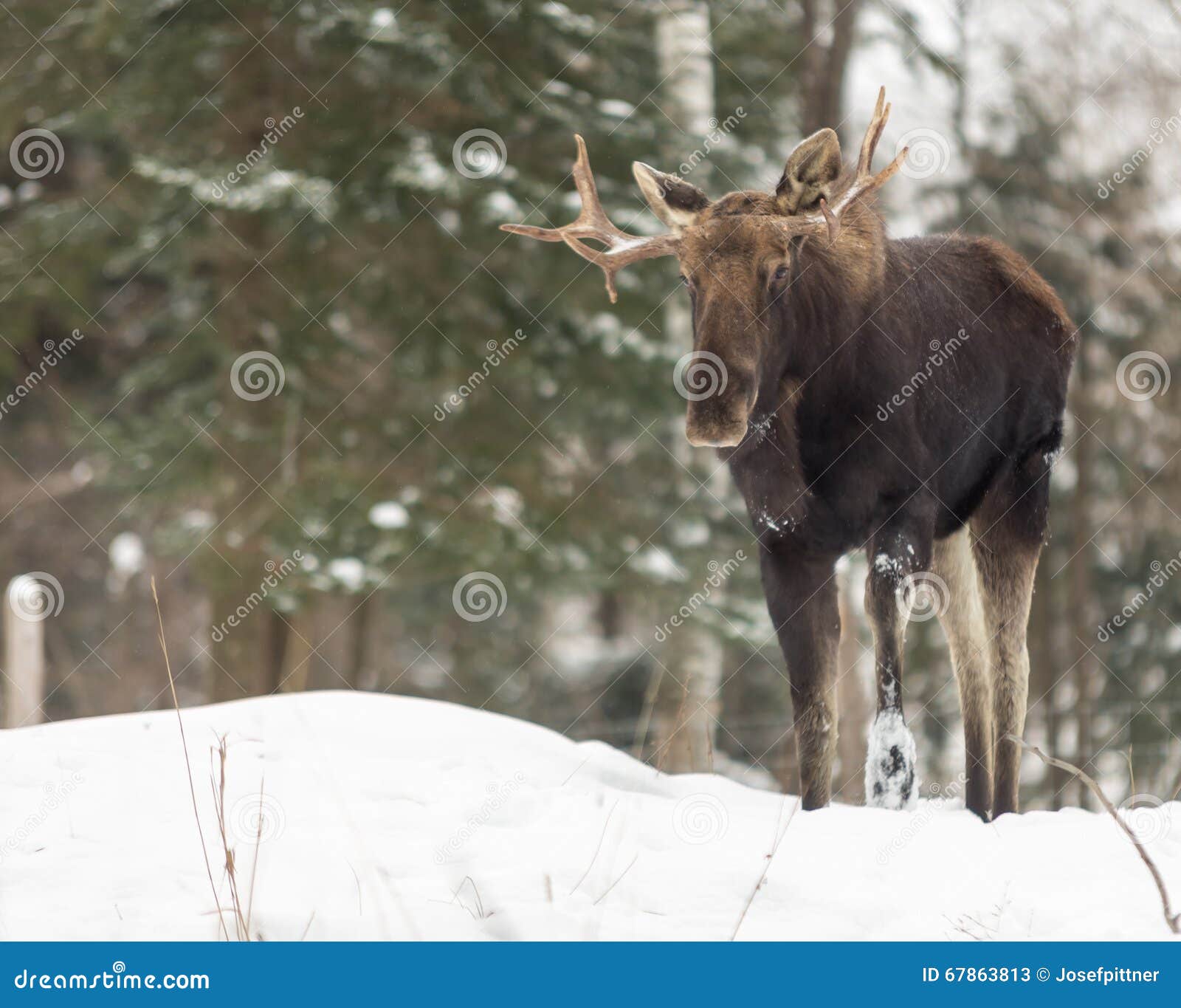 A Large Male Moose in a Winter Scene Stock Image - Image of cottage ...