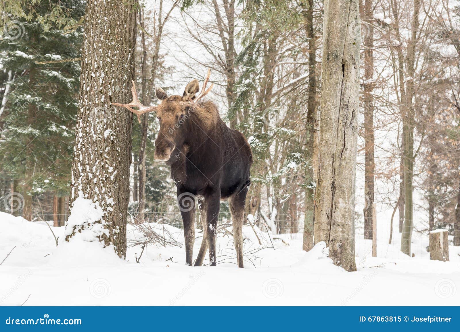 A Large Male Moose in a Winter Scene Stock Image - Image of landscape ...