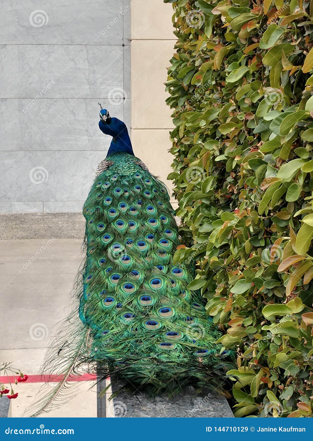 Large Male Peacock on Ledge Looking at Camera Stock Image - Image of ...