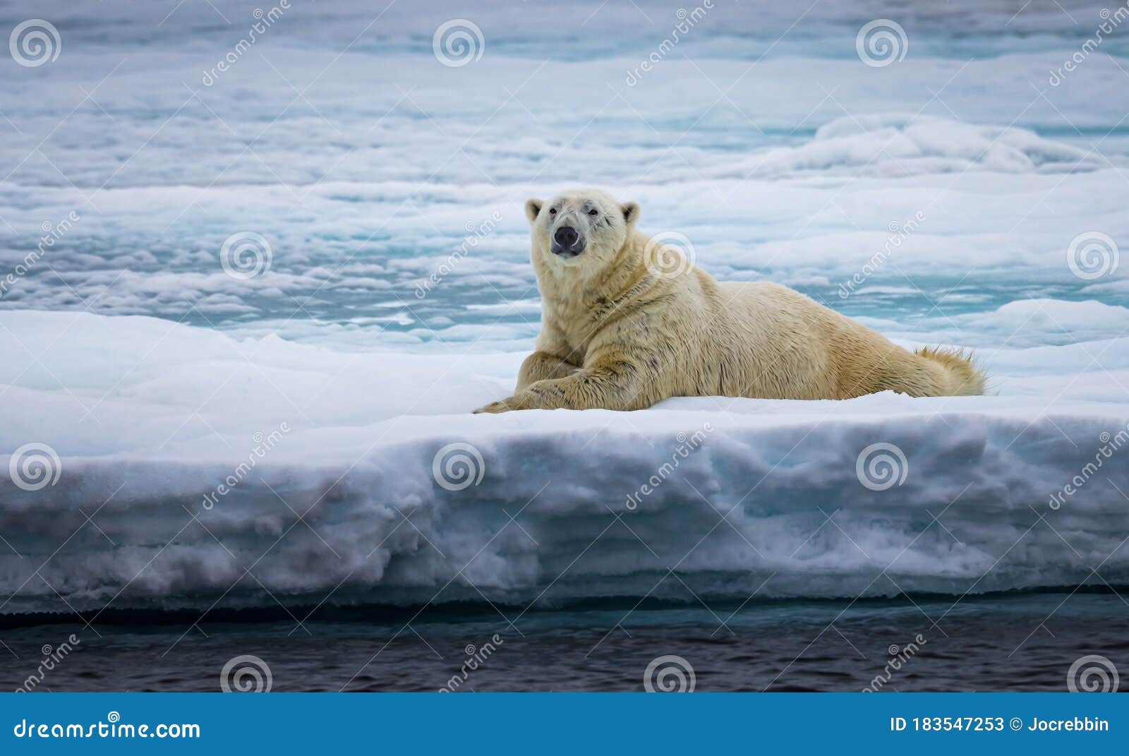 Large Male Polar Bear Laying on Ice in Arctic Stock Image - Image of ...