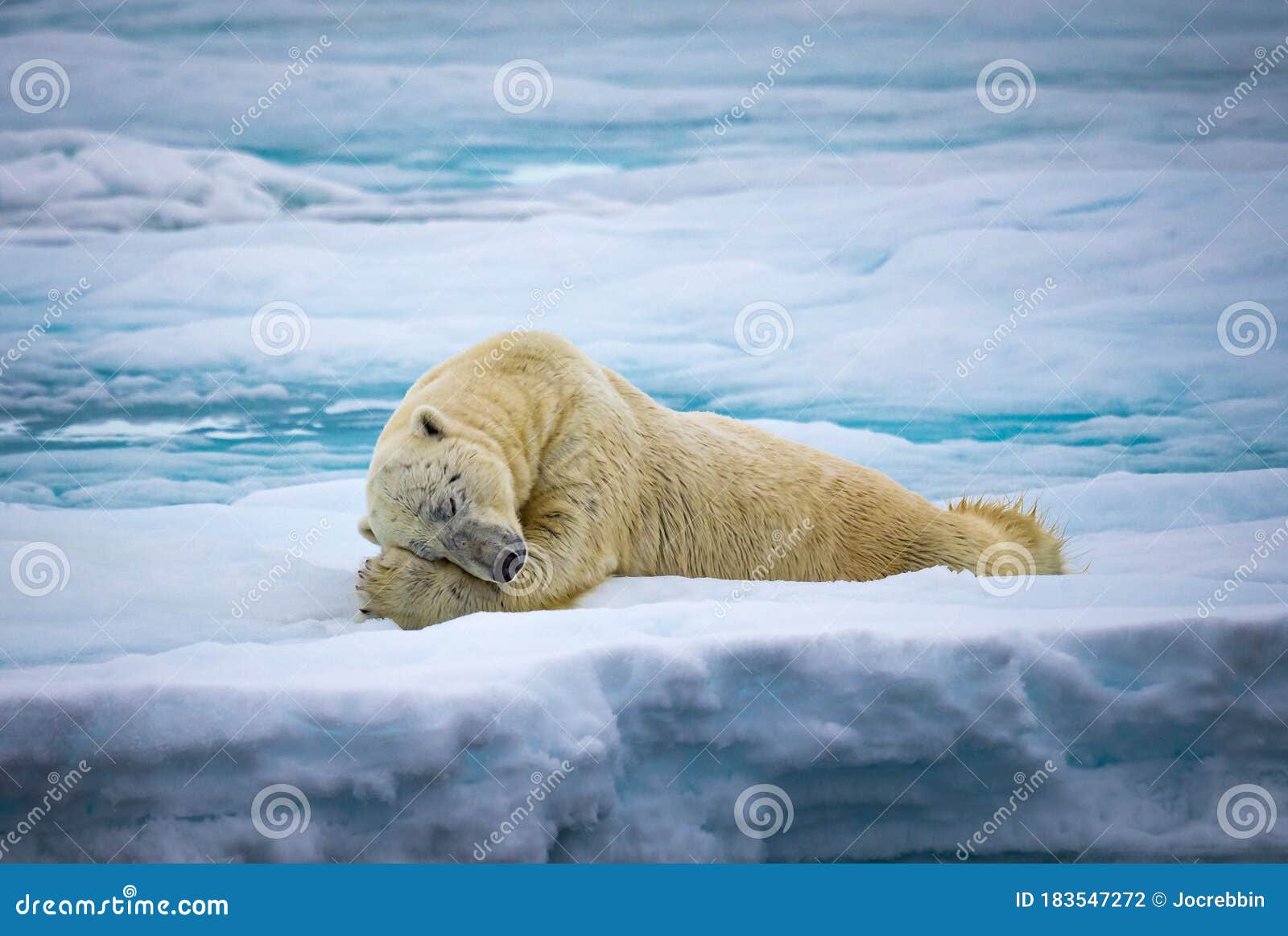 Large Male Polar Bear Laying on Ice Sleeping Stock Photo - Image of ...