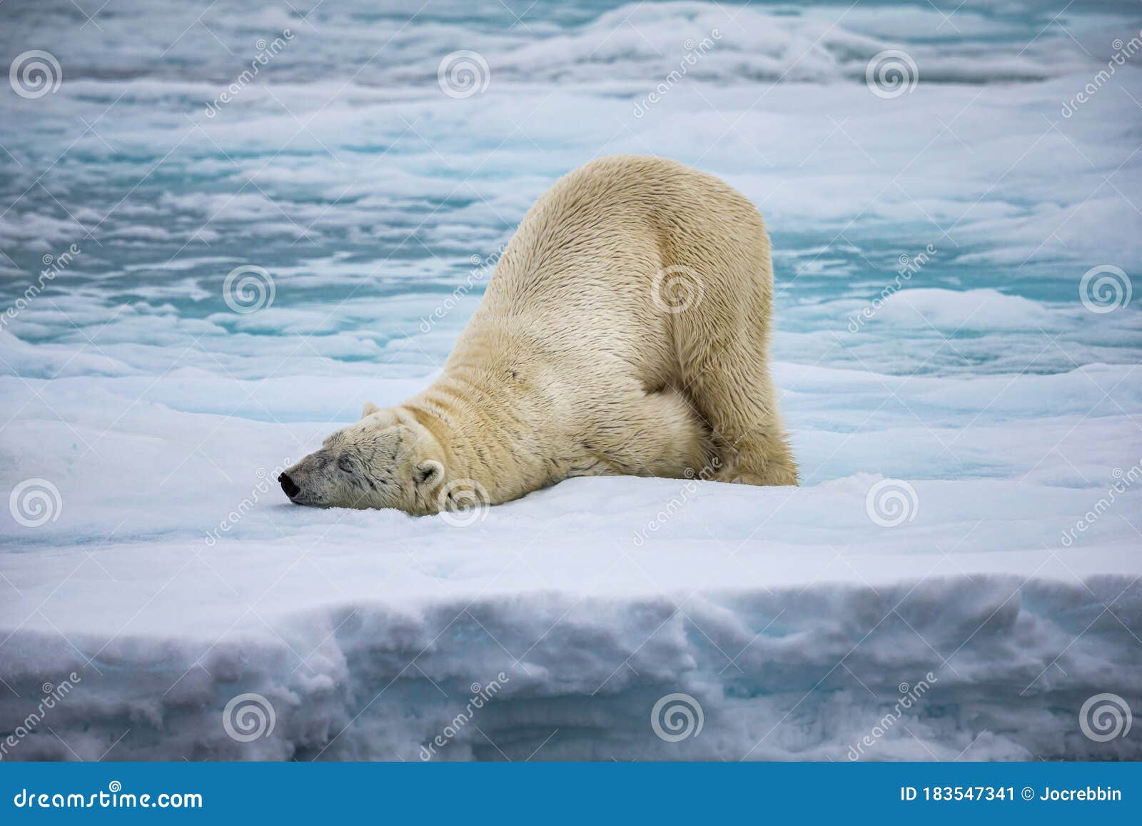 Large Male Polar Bear Stretching on Ice while Sleeping Stock Image ...