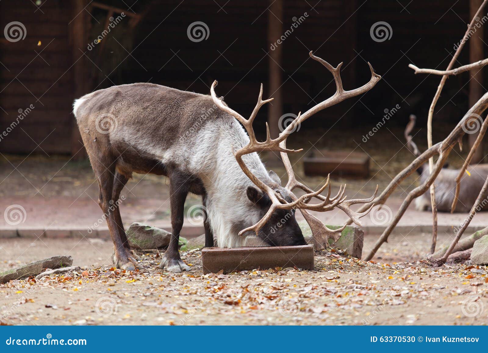 Large male reindeer stock photo. Image of subarctic, wildlife - 63370530
