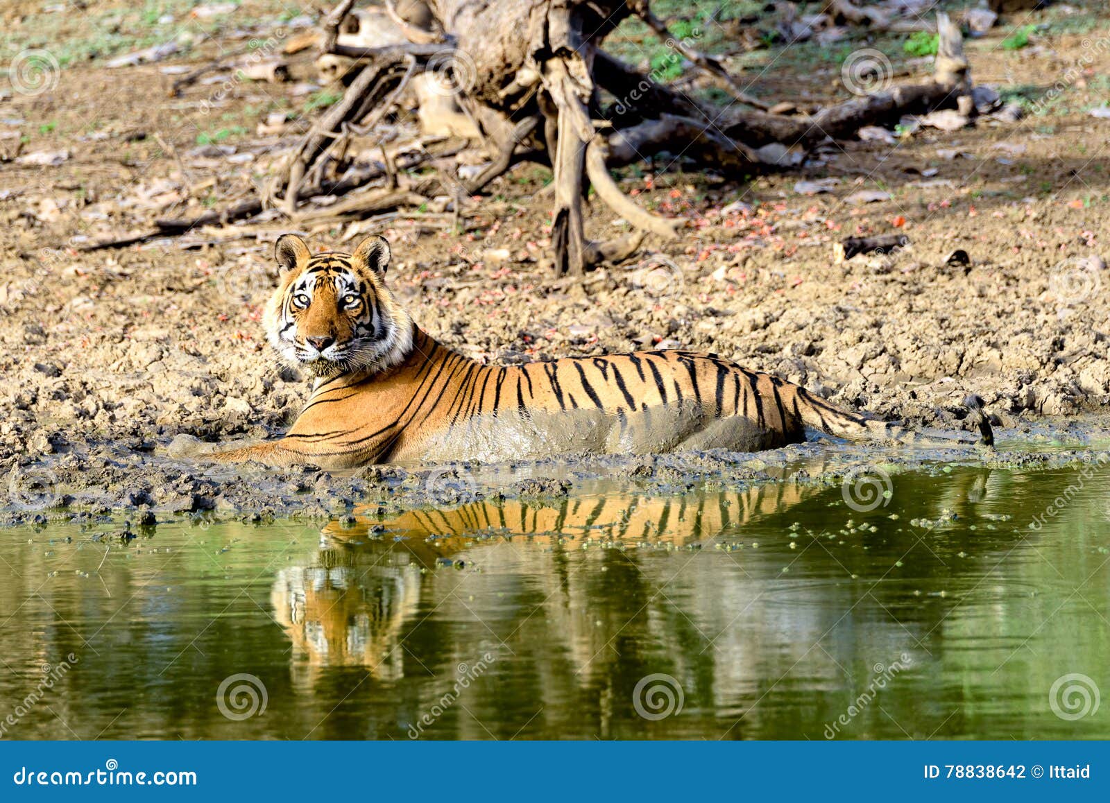 Large Male Tiger Bathing in Muddy Lake Stock Photo - Image of feline ...