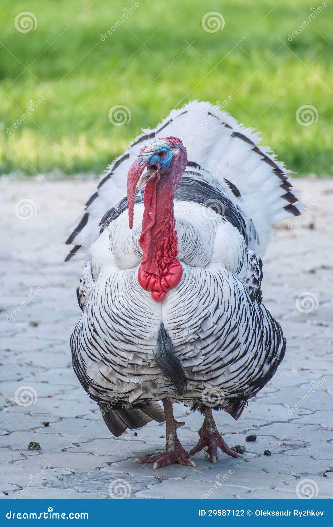Large Male Turkey in Natural Surroundings Stock Photo - Image of barn ...