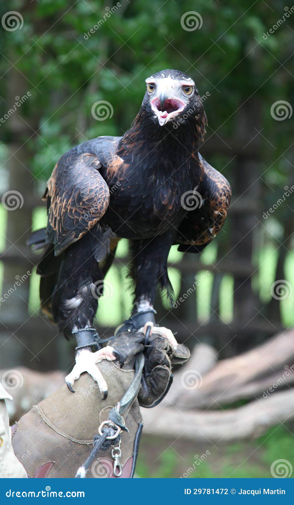Eagle stock photo. Image of glove, native, glide, nature - 29781472