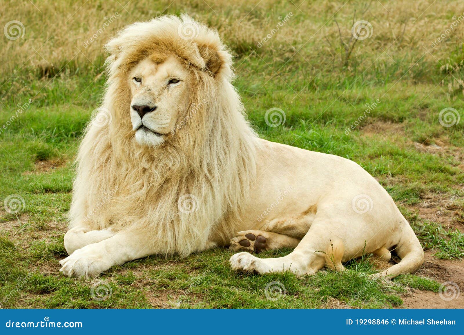 Large male white lion stock photo. Image of king, observer - 19298846
