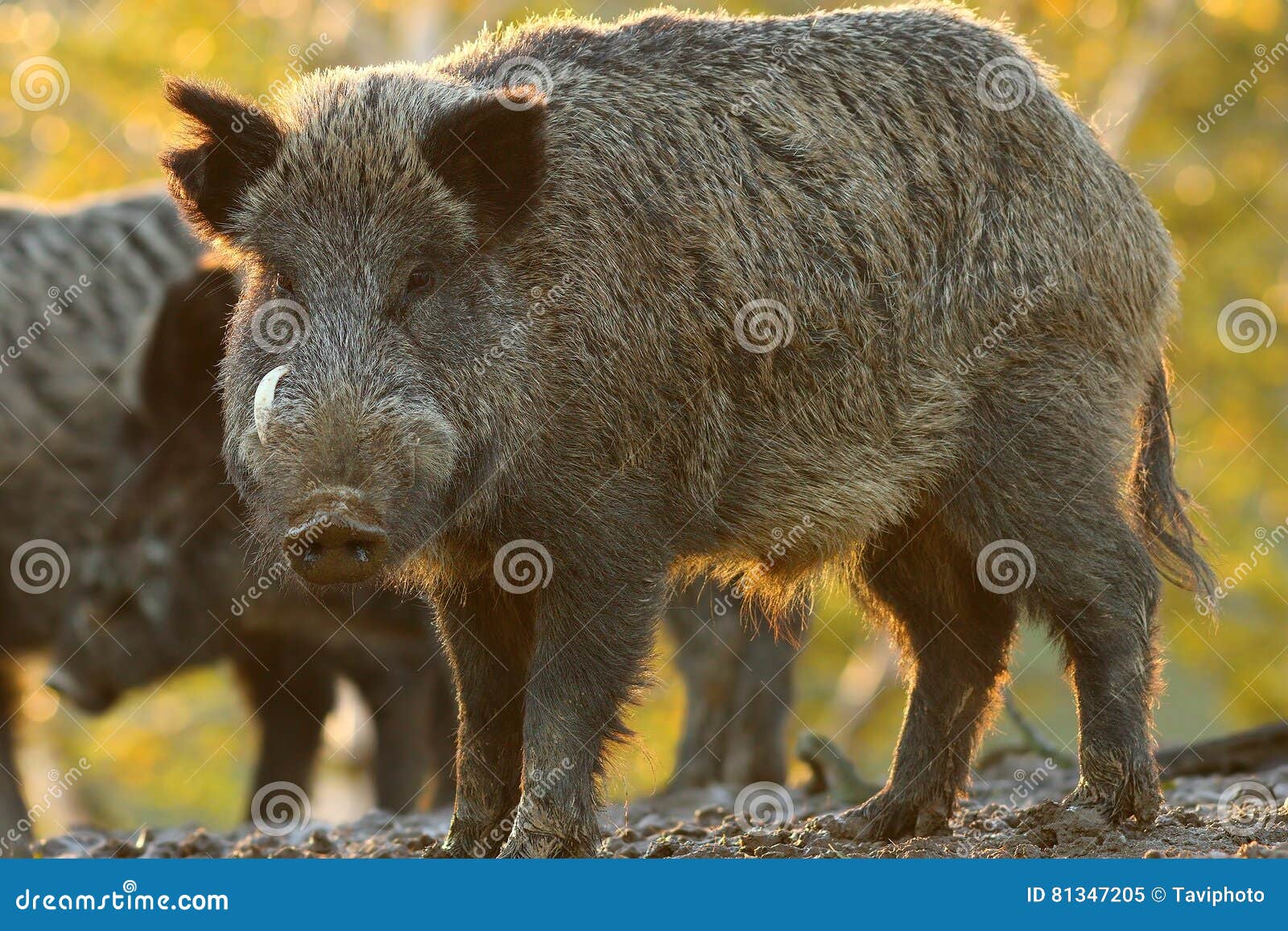 Large male wild boar stock image. Image of nature, hardy - 81347205