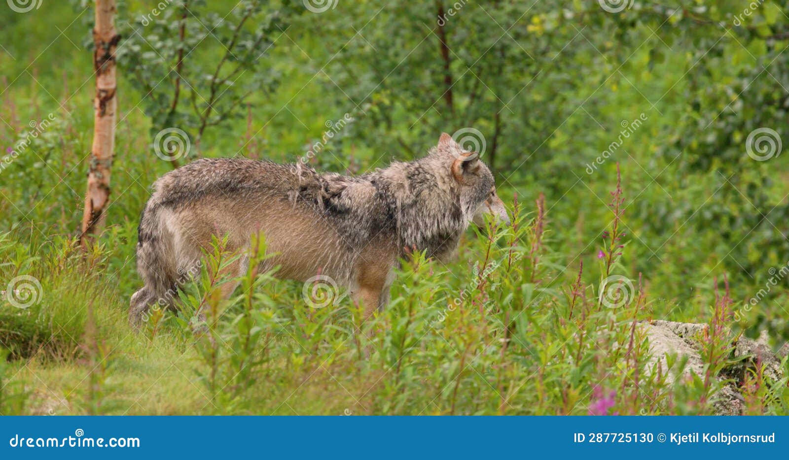 Large Male Wolf Standing between Bushes in the Forest Stock Footage ...
