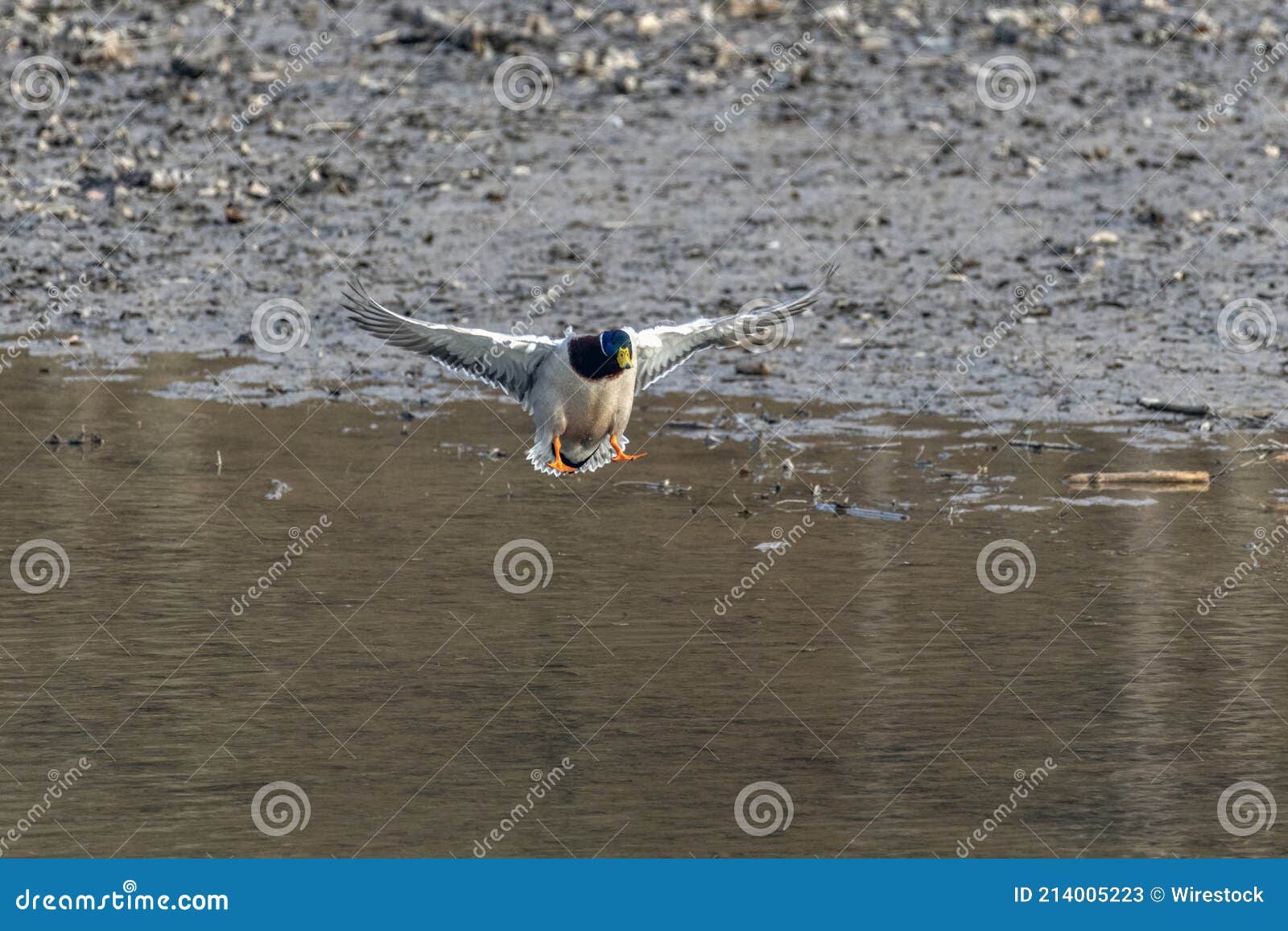 Large Mallard Duck Flying Over a Pond Stock Image - Image of flying ...