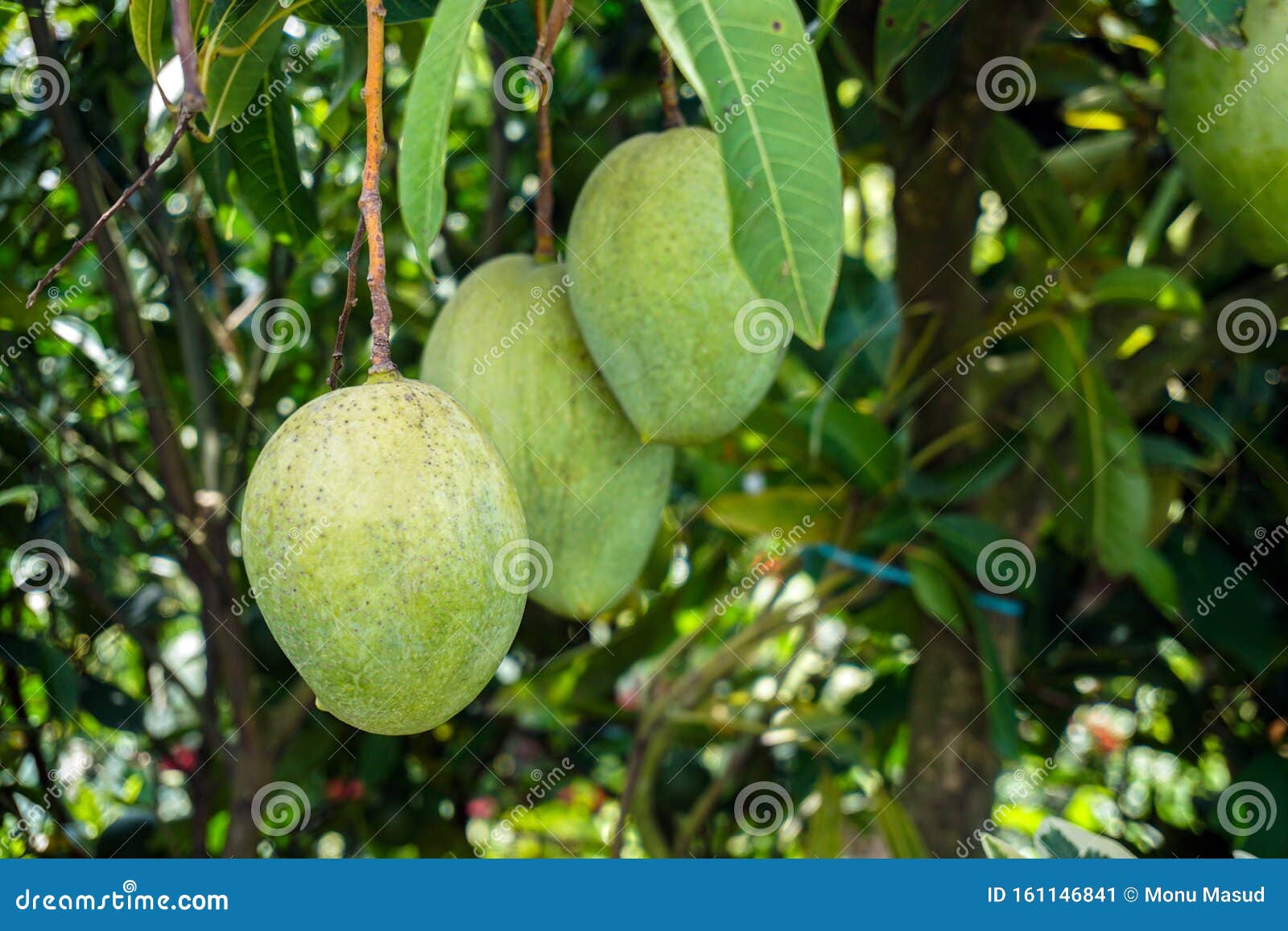Large Mango Rows in the Mango Garden. this is a Business Garden Stock ...