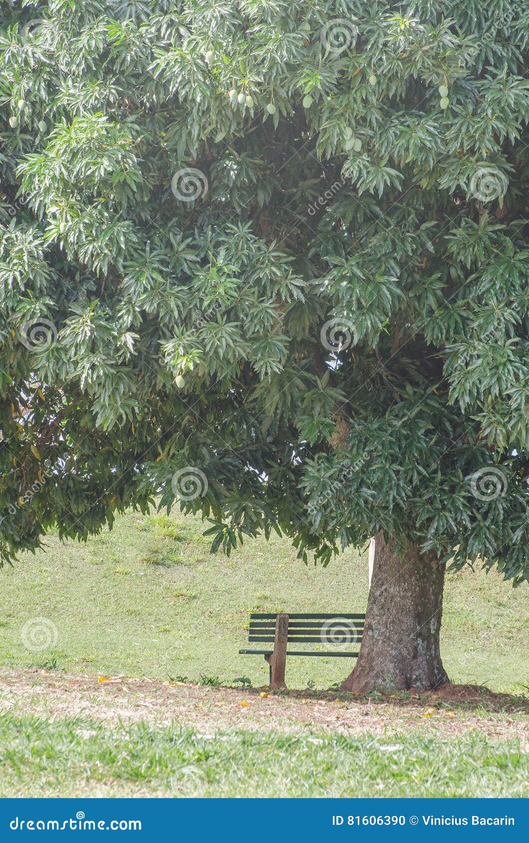 Large Mango Tree with a Bench in Its Shadow Stock Photo - Image of ...