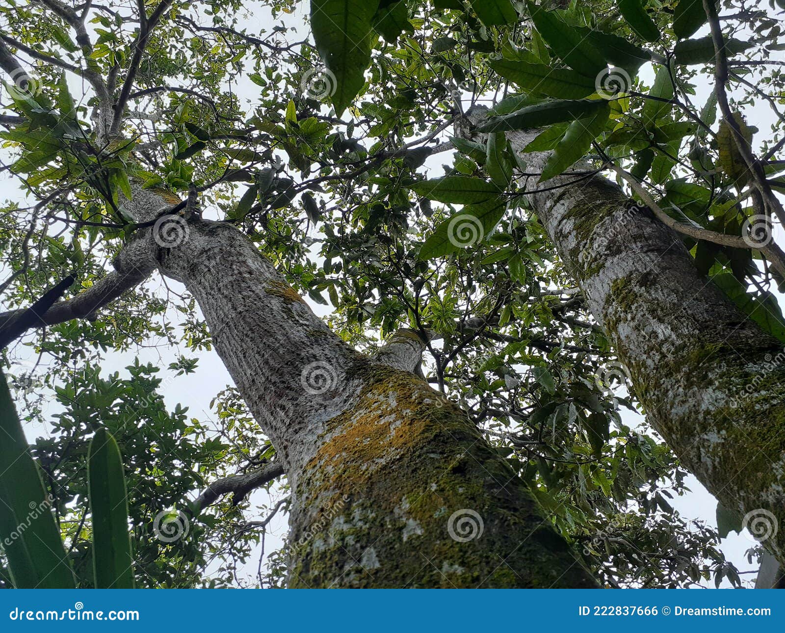 Large Mango Tree View from the Ground Stock Photo - Image of large ...