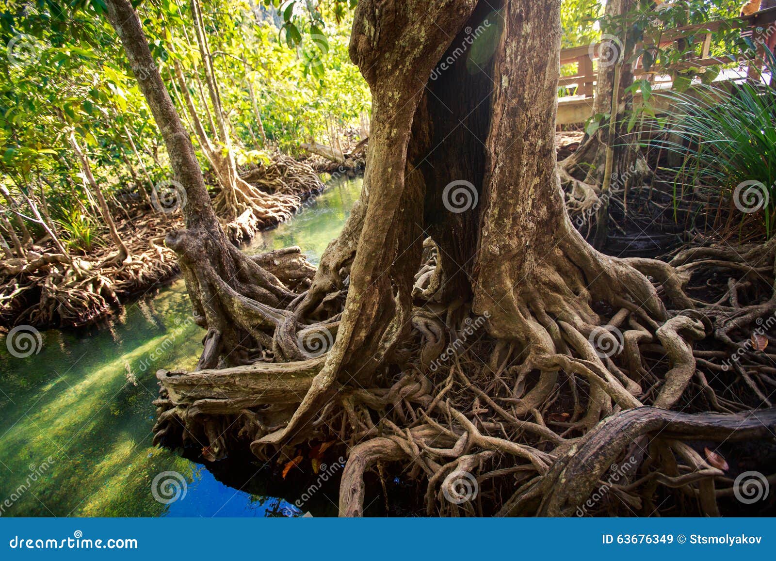 Large Mangrove Tree Trunk with Interlaced Roots and Hollow Stock Image ...