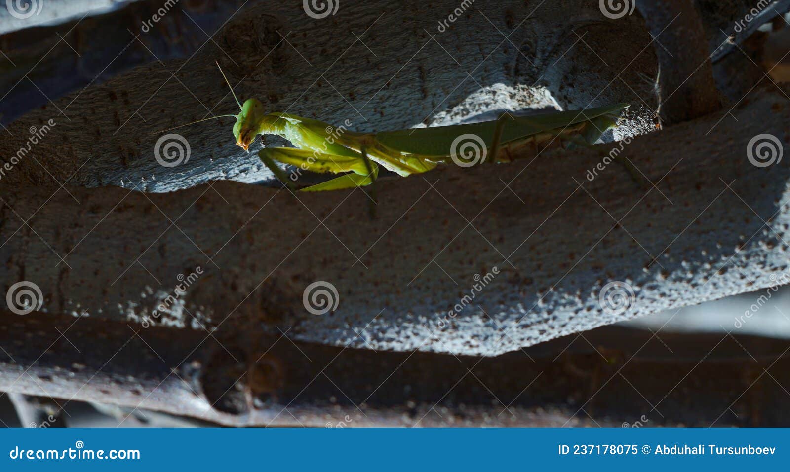 A Large Mantis on a Tree Branch Stock Image - Image of food, leaf ...