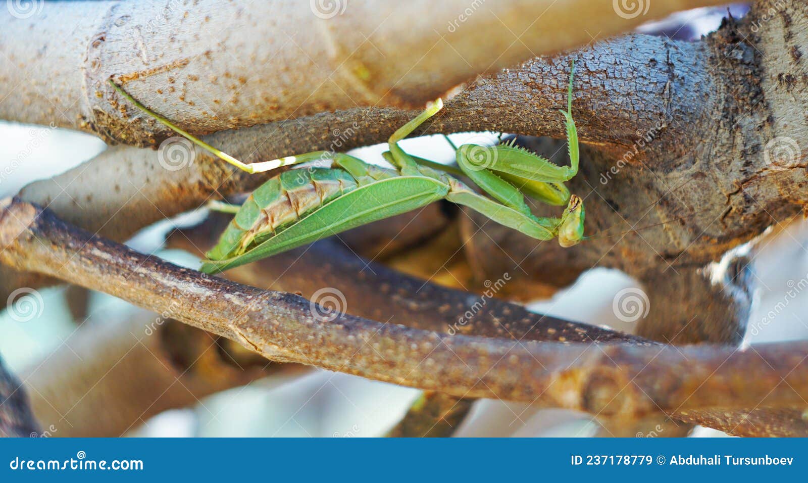 A Large Mantis on a Tree Branch Stock Image - Image of natural, alien ...
