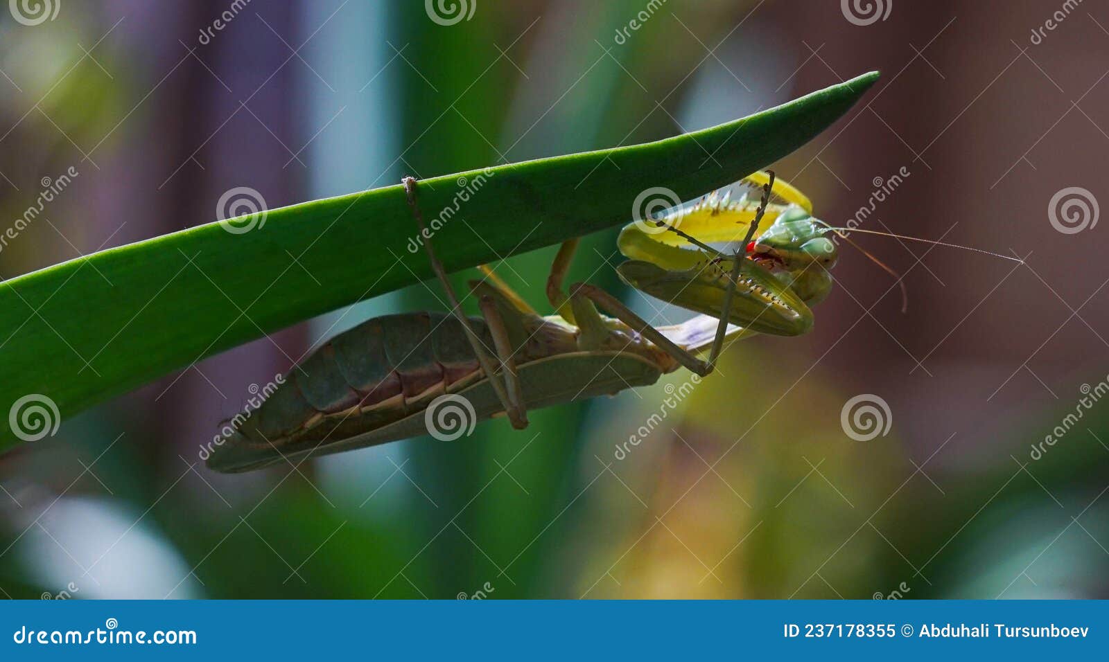 A Large Mantis on a Tree Branch Stock Image - Image of wildlife ...