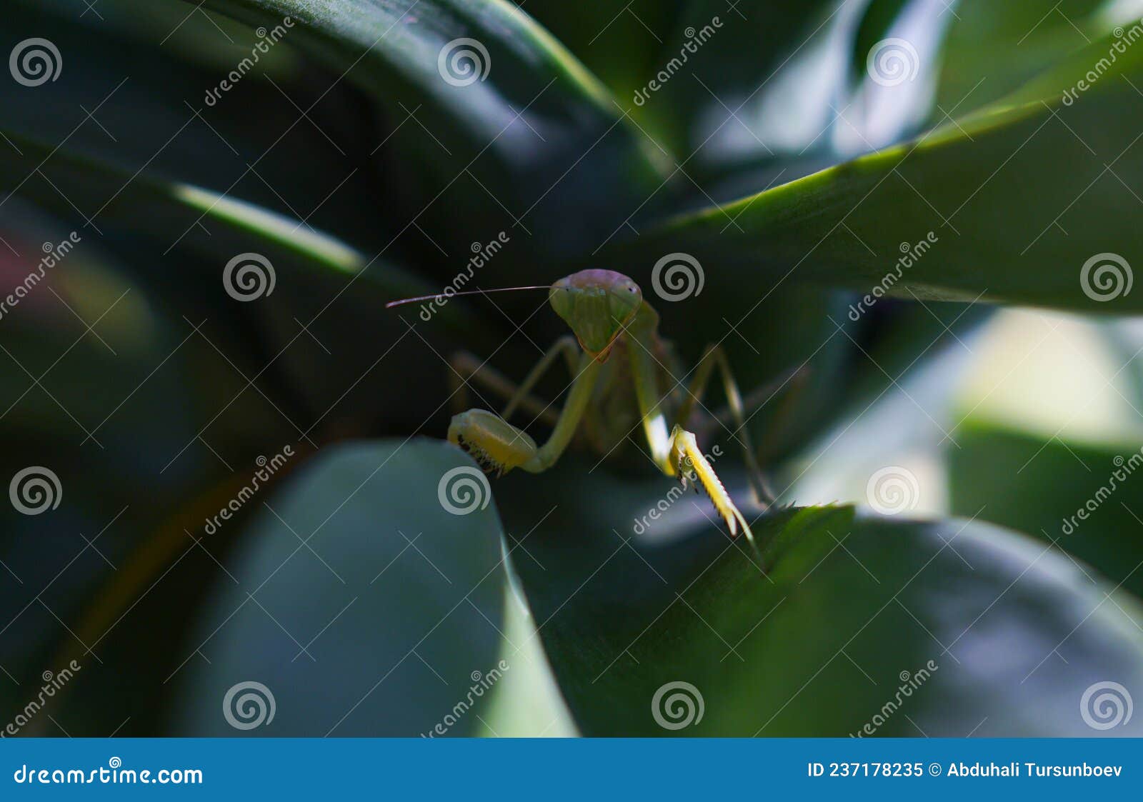 A Large Mantis on a Tree Branch Stock Image - Image of summer, nature ...