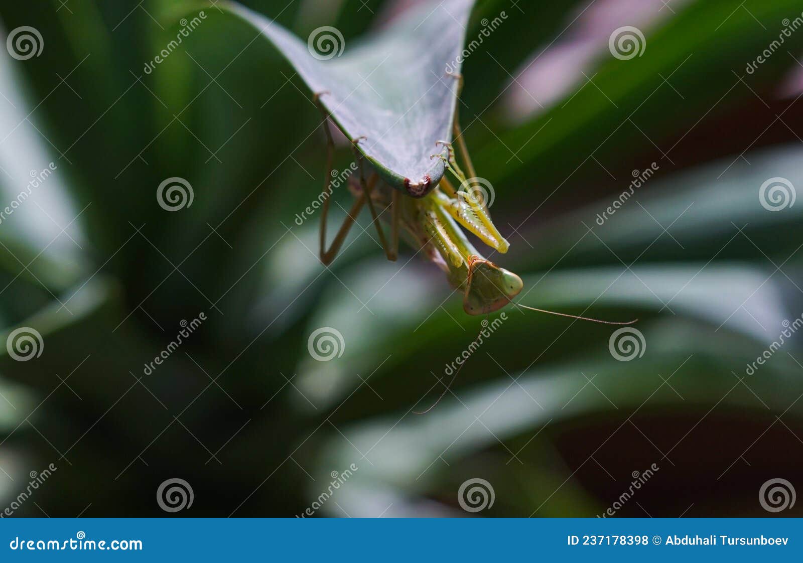 A Large Mantis on a Tree Branch Stock Photo - Image of summer, outdoor ...