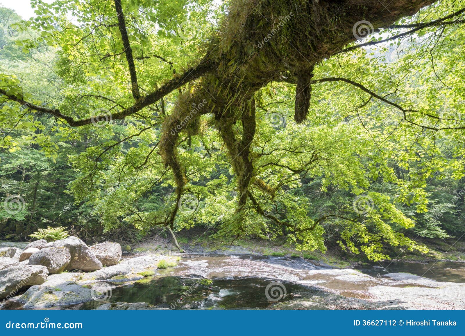 Large maple and river stock photo. Image of early, plant - 36627112