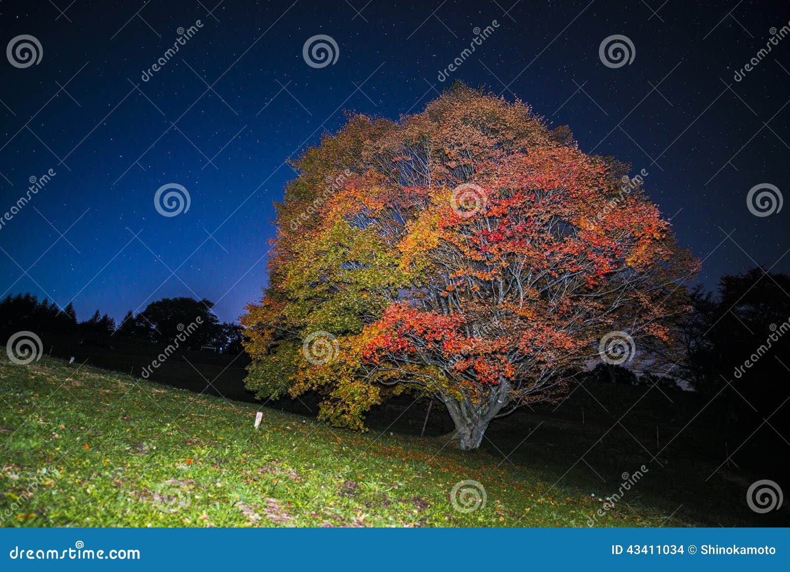 A Large Maple Shine in the Night Sky Stock Photo - Image of brown ...