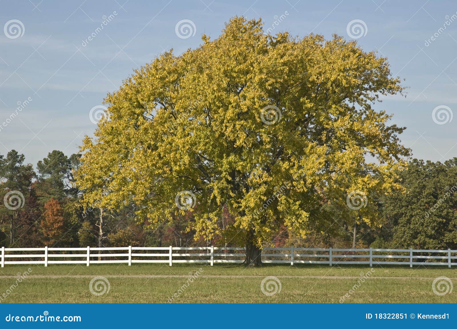 Large Maple tree stock image. Image of shade, season - 18322851