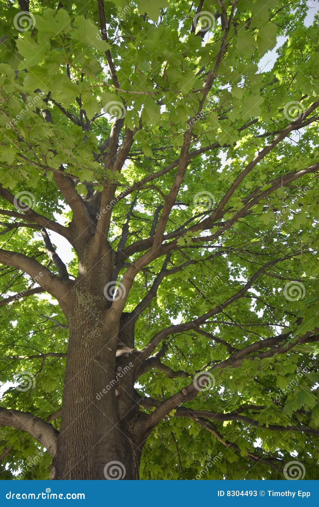 Large maple tree stock image. Image of timber, lofty, deciduous - 8304493
