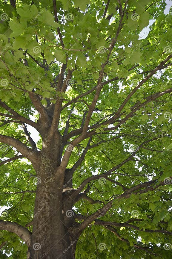 Large maple tree stock image. Image of timber, lofty, deciduous - 8304493