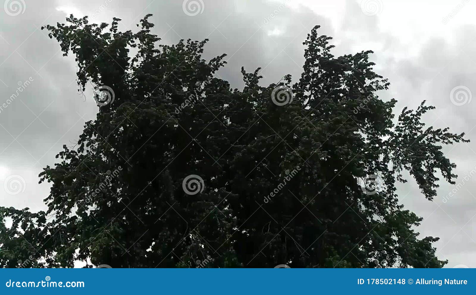 Tree Waving in Summer Wind stock footage. Video of waving - 178502148