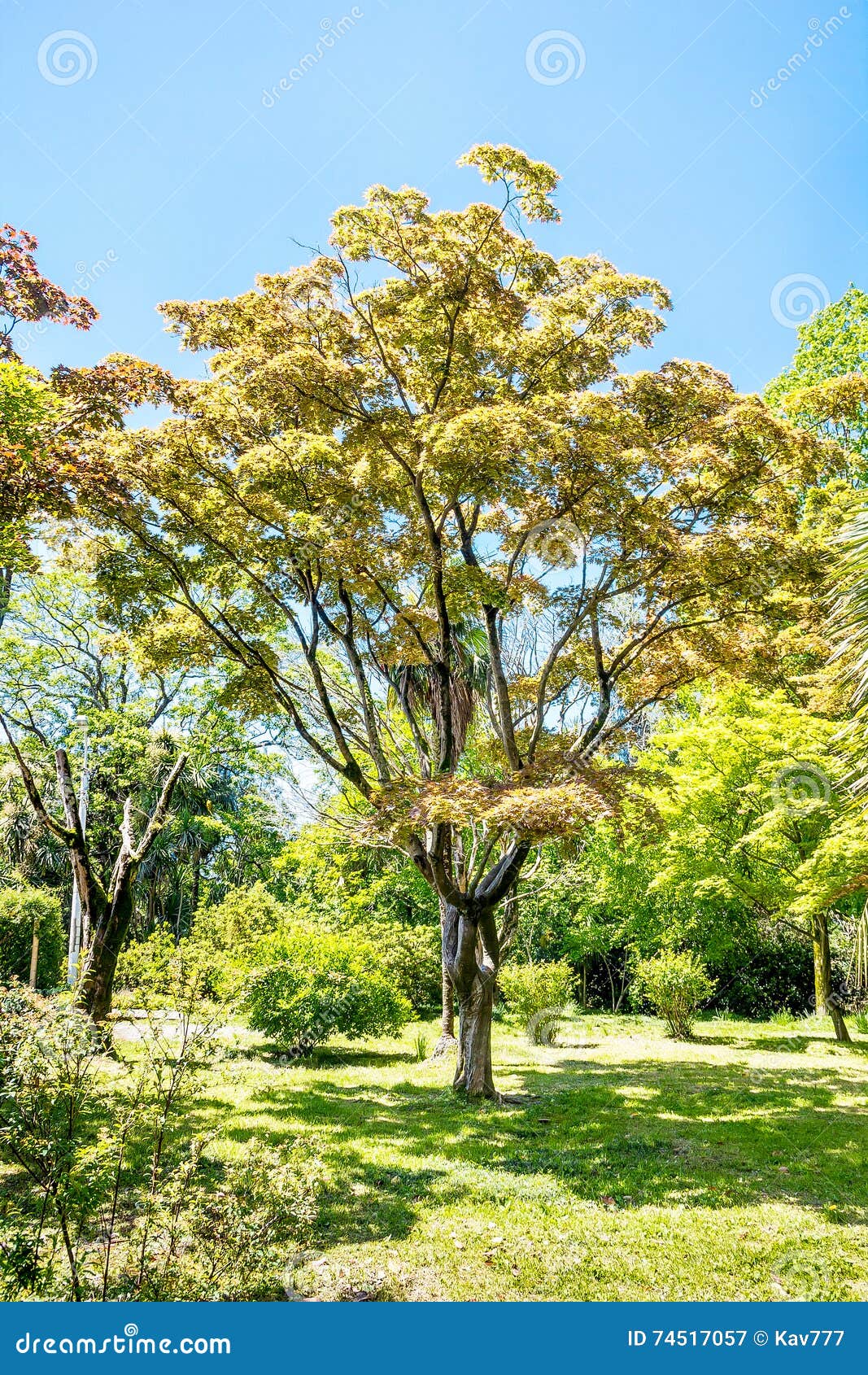 Large Maple Tree on Sunny Summer Day in Green Park Stock Image - Image ...