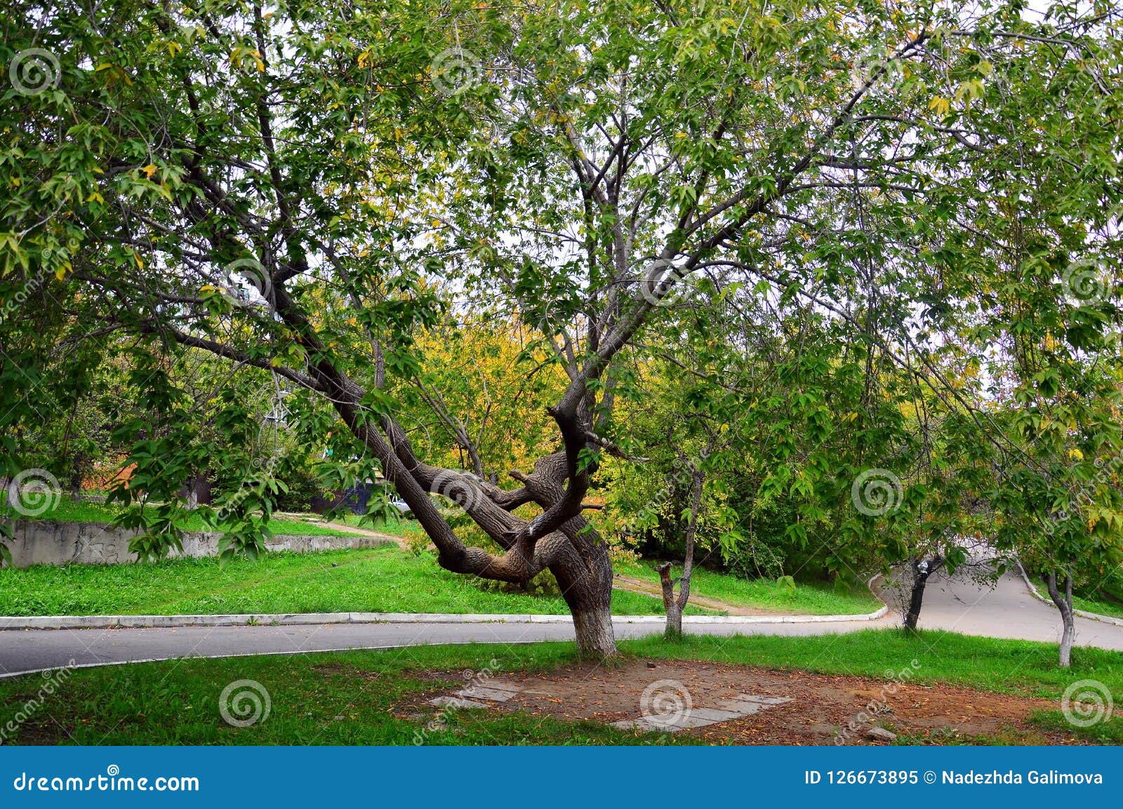 A Large Maple Tree in Urban Backyard. Autumn. Stock Image - Image of ...